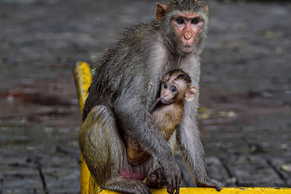 Monkeypox's havoc started increasing, people started killing monkeys ...