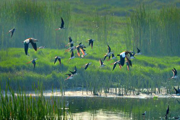 The spectacles of migratory birds seen in the reservoirs - uttamhindu.com