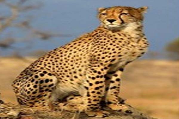 No tiger died due to unnatural reasons in Kuno, Tiger Conservation ...