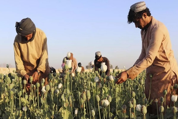 UNODC की रिपोर्ट में खुलासा : भारत का यह पड़ोसी देश बना अफीम का सबसे ...