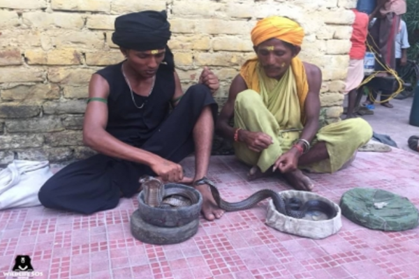 मध्य प्रदेश में नागपंचमी पर सांपों का प्रदर्शन पड़ेगा महंगा - uttamhindu.com