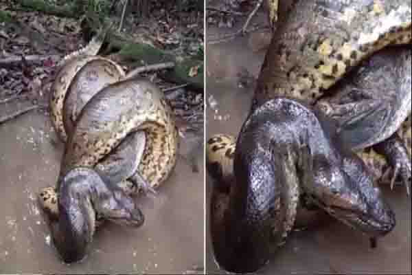 रोंगटे खड़े कर देगा यह VIDEO! जब विशालकाय एनाकोंडा ने मगरमच्छ को मौत के शिकंजे में जकड़ा, देखें ...