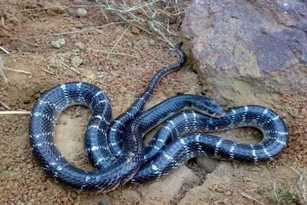 अजीब रहस्य: अपनी ही पूंछ या शरीर क्यों खाने लगते हैं सांप? वैज्ञानिकों ने बताई असली वजह ...